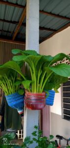 Segarnya Sawi King Kong, Tanam Dalam Bekas Botol Sahaja. Sangkut Pada ...