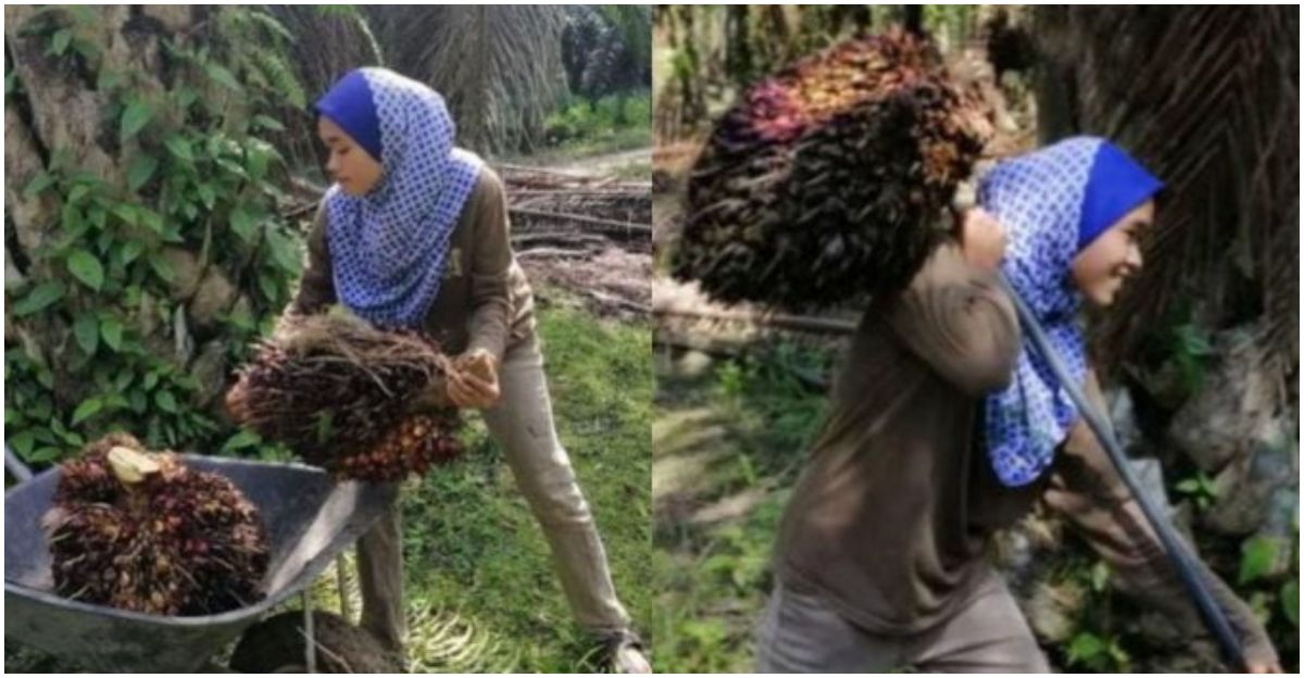 ‘Tandan Sawit Bukan Ringan,Macam Tong Gas Ber4t’ Namun Gadis “Sel4mba ...