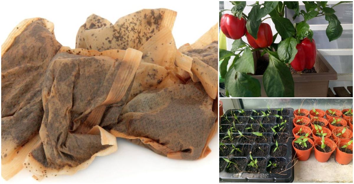 Uncang Teh Sudah Diguna, Beri ‘Keajaiban’ Pada Tanaman.. - Rencah Rasa